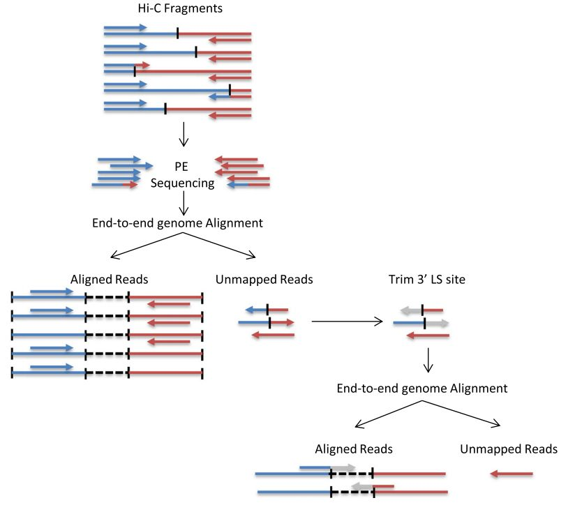 HiC-Pro:灵活的Hi-C数据处理软件-CSDN博客