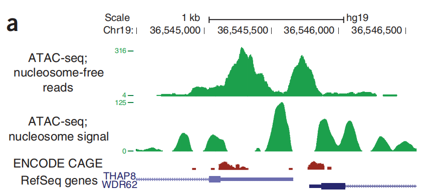 引用2115次的ATAC经典论文解读-CSDN博客