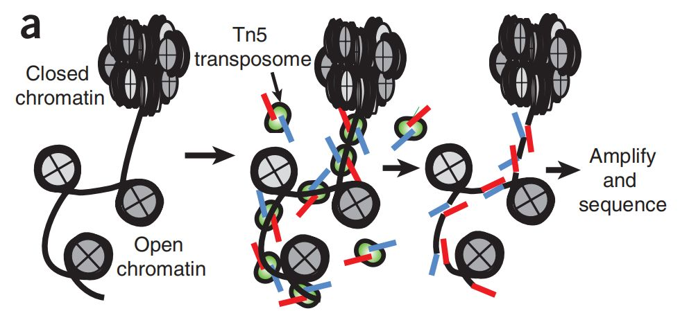 引用2115次的ATAC经典论文解读-CSDN博客