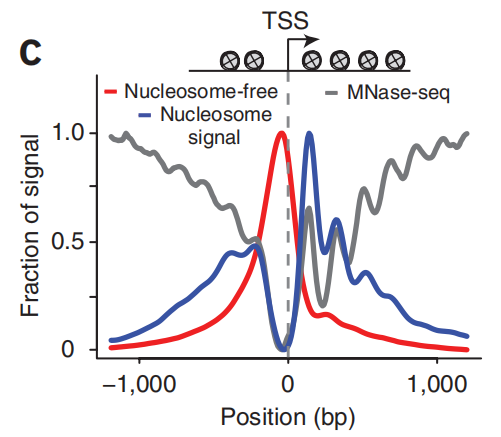 引用2115次的ATAC经典论文解读-CSDN博客