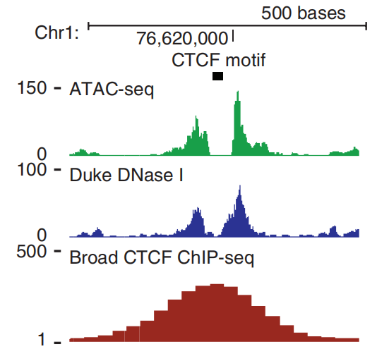 引用2115次的ATAC经典论文解读-CSDN博客