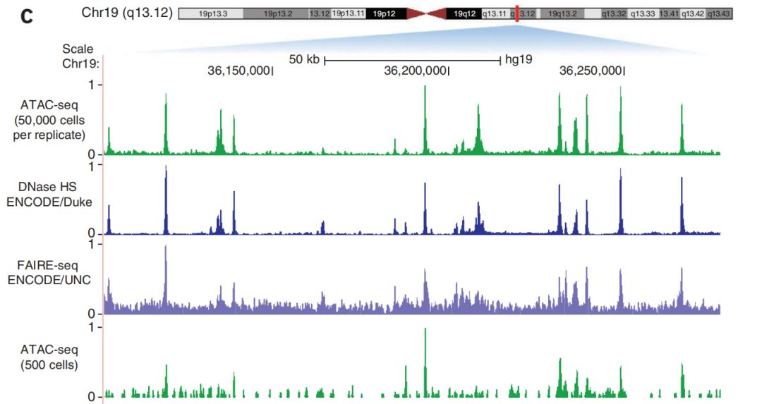 引用2115次的ATAC经典论文解读-CSDN博客