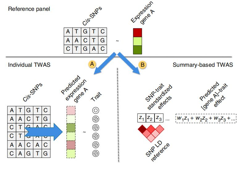 使用FUSION进行TWAS分析 - 灰信网（软件开发博客聚合）