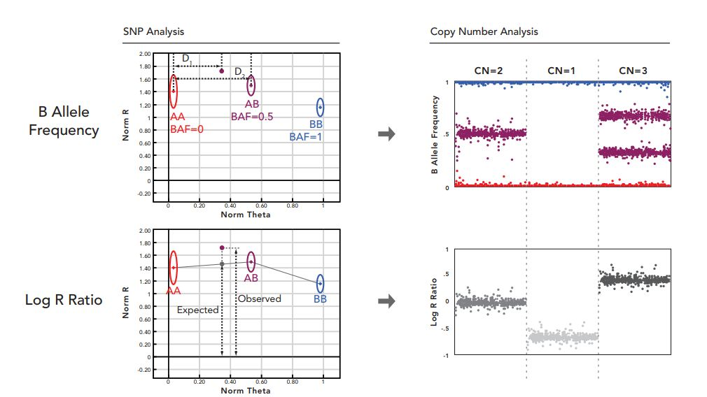 基于SNP芯片进行CNV分析中的基本知识点-CSDN博客