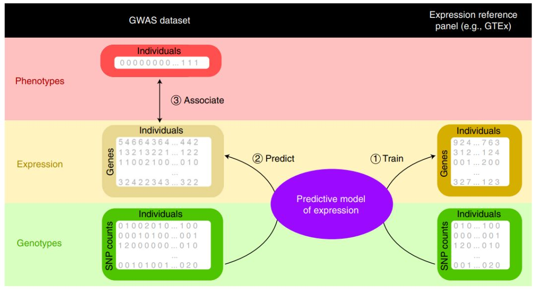 GWAS大家都耳熟能详, TWAS又是何方神圣-CSDN博客