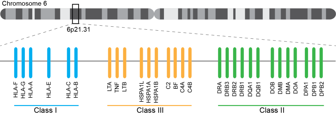人类白细胞抗原-HLA简介-CSDN博客