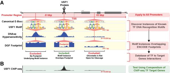 TRANSFAC:转录因子及其靶基因数据库 - 程序员大本营