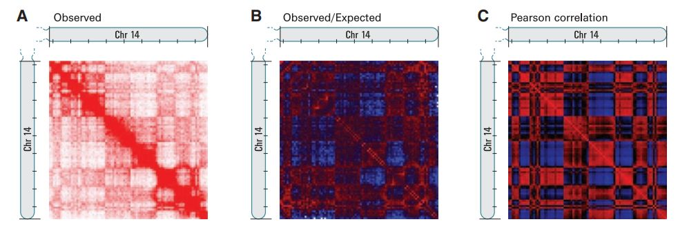 A/B compartment:染色质区室简介-CSDN博客