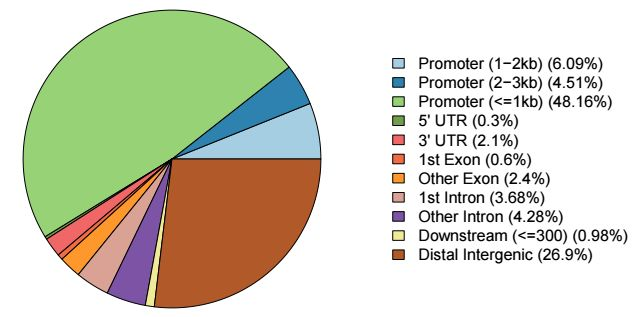 使用ChIPseeker进行peak注释-CSDN博客