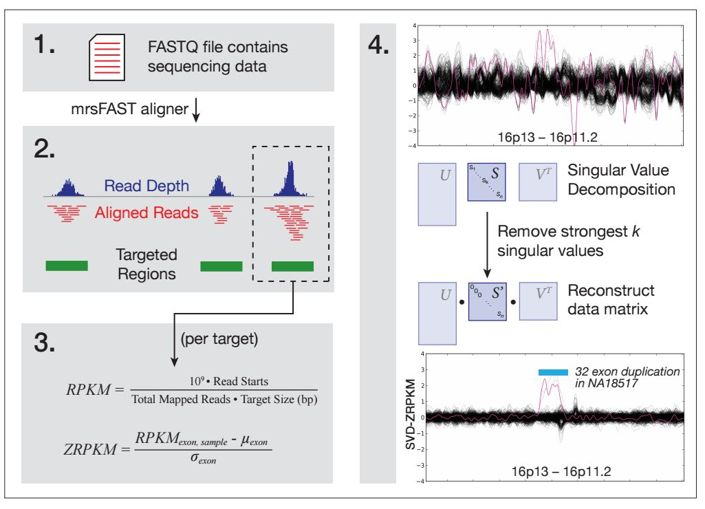 使用conifer进行WES的CNV分析-CSDN博客