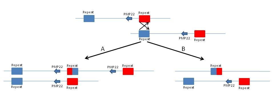 dbvar:染色体结构变异数据库-CSDN博客