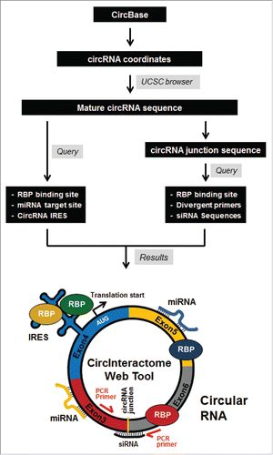 circinteractome:环状RNA与RBP以及miRNA结合的数据库-CSDN博客