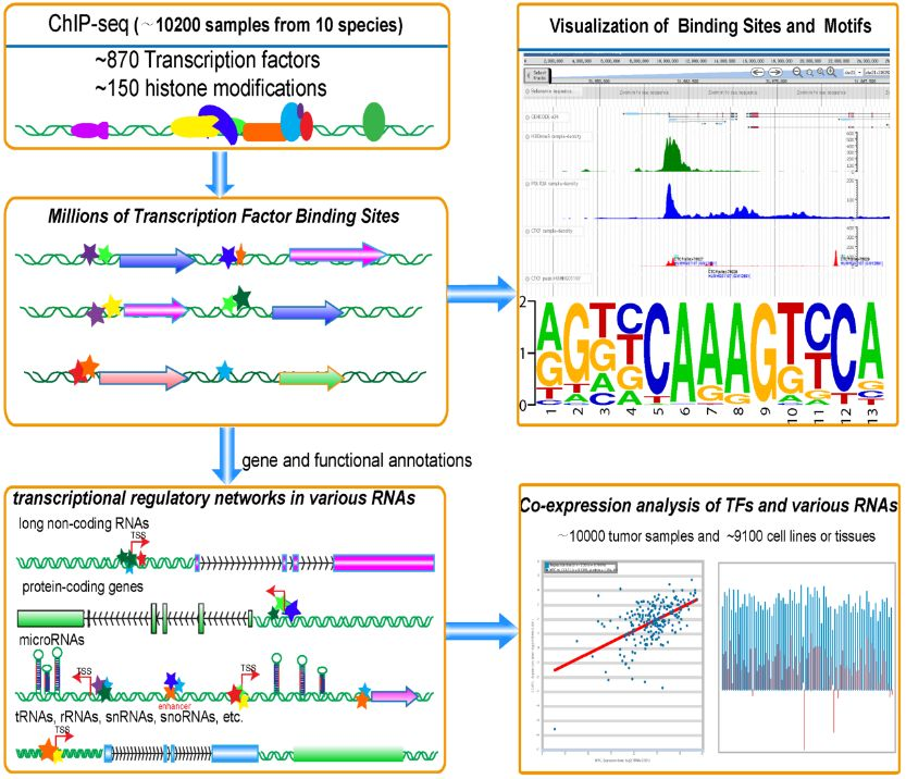 GTRD:最全面的人和小鼠转录因子chip_seq数据库 - 程序员大本营