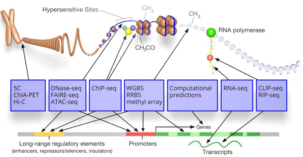 ENCODE project项目简介-CSDN博客