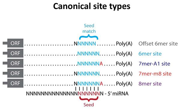 miRcode:人类miRNA结合图谱数据库-CSDN博客