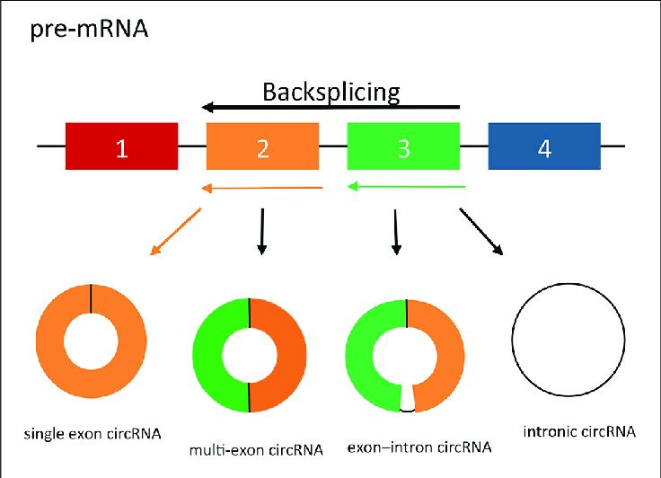 circRNA:环状RNA简介-CSDN博客