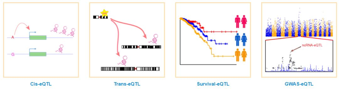ncRNA-eQTL:eQTL与ncRNA的碰撞-CSDN博客
