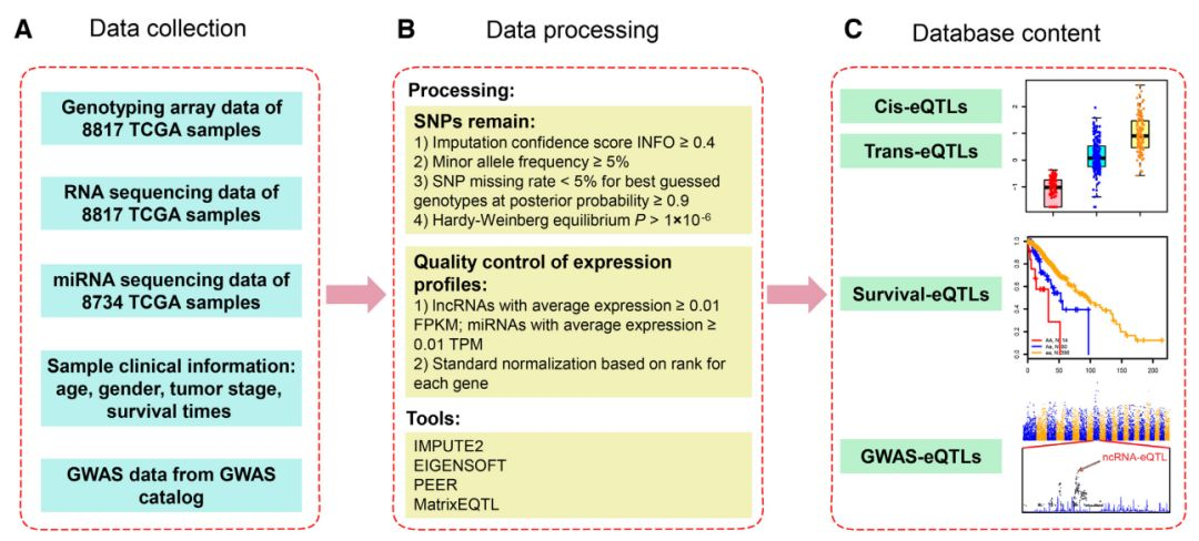 ncRNA-eQTL:eQTL与ncRNA的碰撞-CSDN博客