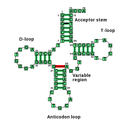 tRNAdb:综合序列和二级结构的tRNA数据库-CSDN博客