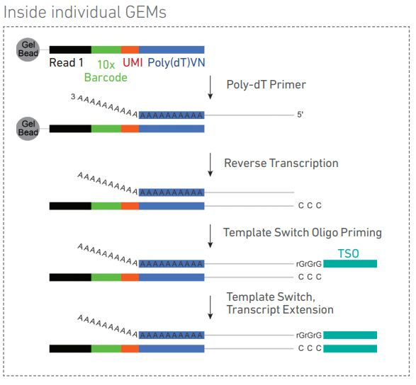 scRNA_seq:单细胞转录组测序简介-CSDN博客