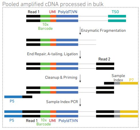 scRNA_seq:单细胞转录组测序简介-CSDN博客