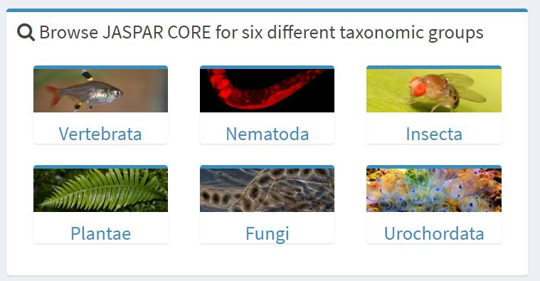 JASPAR:转录因子motif数据库-CSDN博客