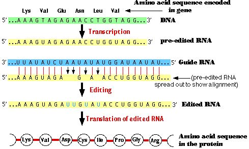 RNA编辑简介-CSDN博客