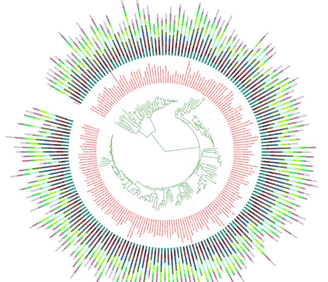教你用iTOL轻松绘制高颜值系统进化树-CSDN博客