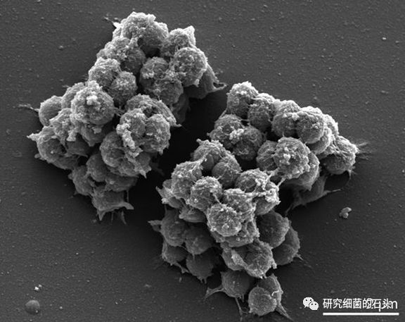 收藏|56张图片带您认识细菌长啥样？-CSDN博客