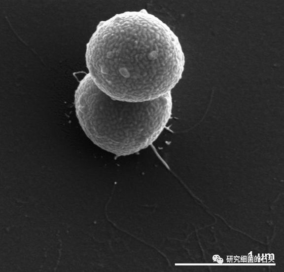 收藏|56张图片带您认识细菌长啥样？-CSDN博客