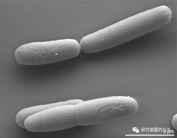 收藏|56张图片带您认识细菌长啥样？-CSDN博客