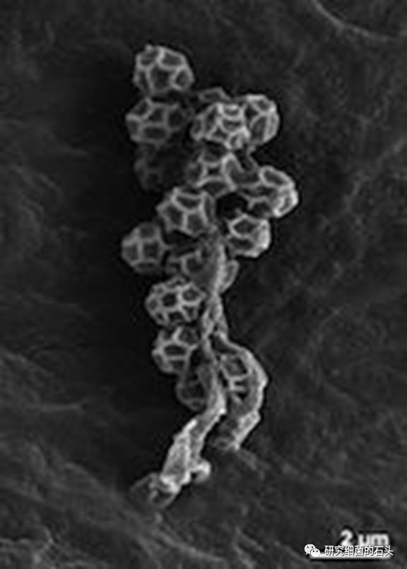 收藏|56张图片带您认识细菌长啥样？-CSDN博客