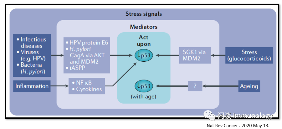 P53：进化了8亿年的抑癌基因-CSDN博客