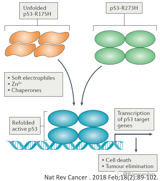 P53：进化了8亿年的抑癌基因-CSDN博客