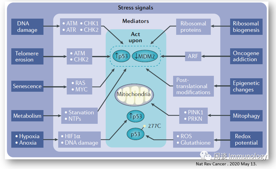P53：进化了8亿年的抑癌基因-CSDN博客