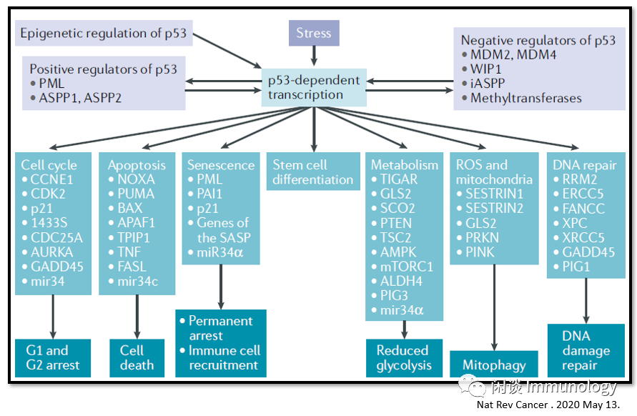 P53：进化了8亿年的抑癌基因-CSDN博客