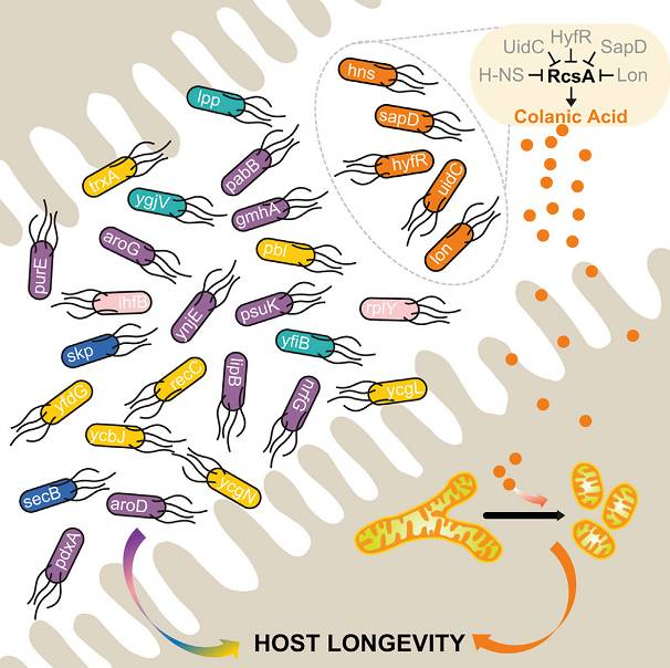 Cell：破解肠道菌群调节宿主长寿之谜(专家点评)-CSDN博客