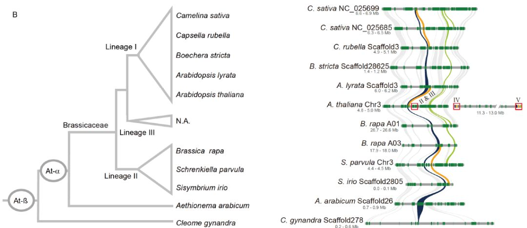 SCLS：拟南芥二半萜类化合物调控根系微生物组-CSDN博客