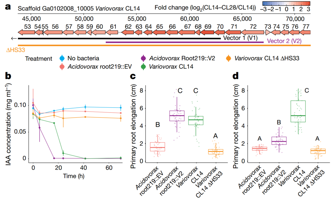 Nature：Jeff Dangl团队揭示贪噬菌属在微生物组中维持根的生长-CSDN博客