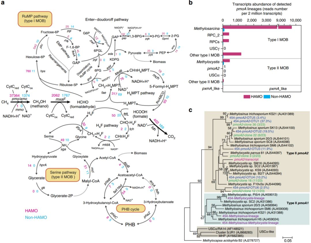 Nature子刊：稻田甲烷氧化的微生物机制-CSDN博客