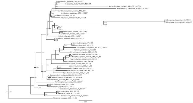 用在线RaxML构建系统发育树-CSDN博客