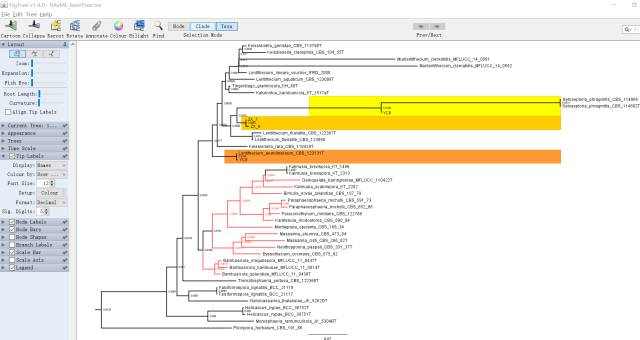 用在线RaxML构建系统发育树-CSDN博客