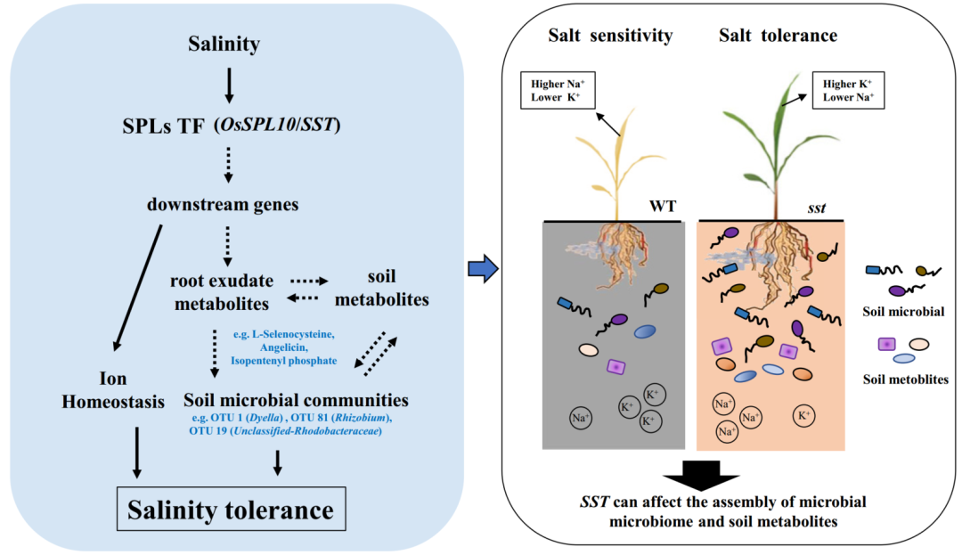 mSystems：华南农大揭示水稻SST基因调控根际微生物协同耐盐机制-CSDN博客