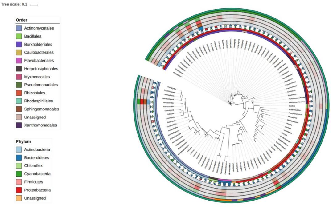 iTOL：快速绘制超高颜值的进化树！-CSDN博客
