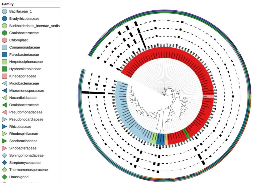 iTOL：快速绘制超高颜值的进化树！-CSDN博客
