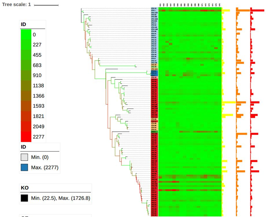 iTOL：快速绘制超高颜值的进化树！-CSDN博客