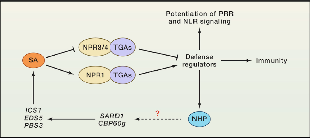 Cell：中科院遗传发育所周俭民受邀综述植物免疫激活及信号传导的最新进展-CSDN博客