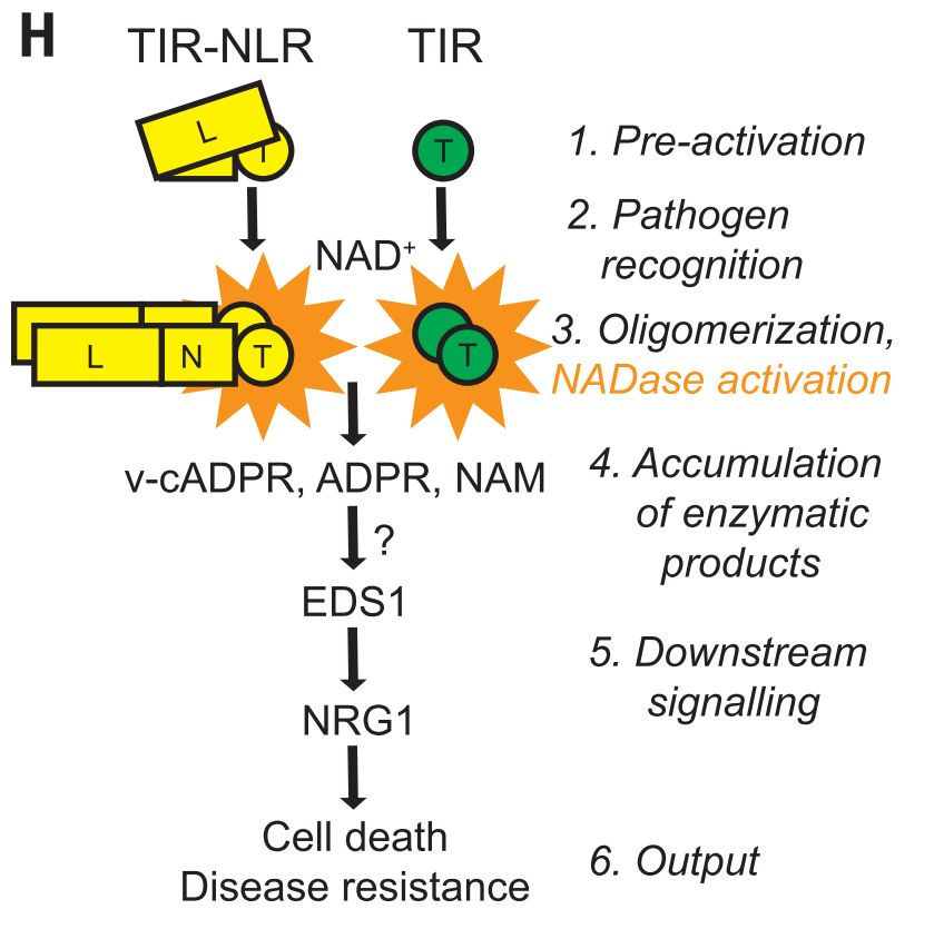 Science背靠背: NLR受体介导植物抗病反应新机制-CSDN博客