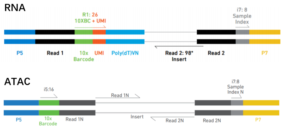scATAC-seq建库原理，质控方法和新R包Signac的使用-CSDN博客