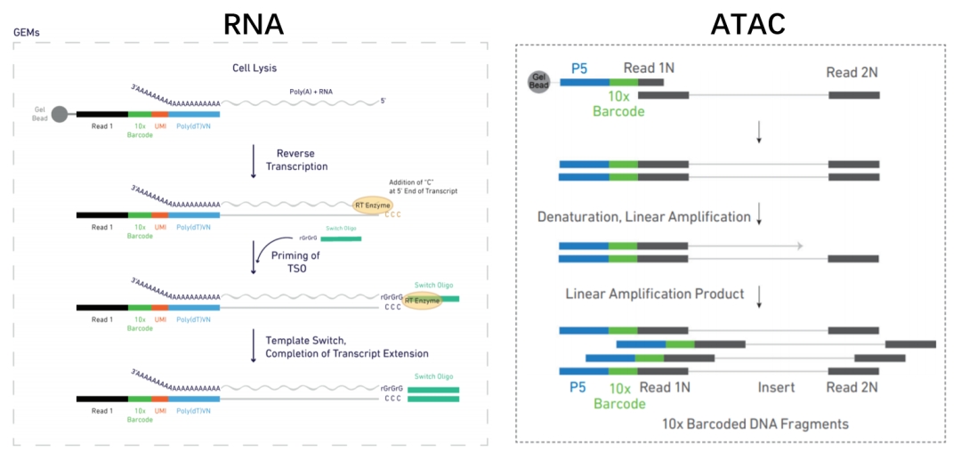 scATAC-seq建库原理，质控方法和新R包Signac的使用-CSDN博客